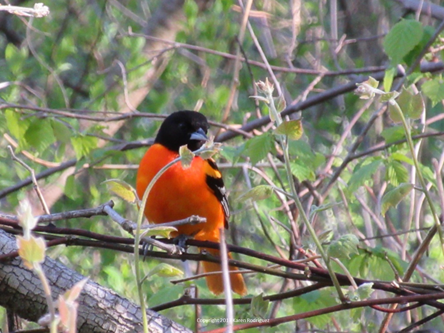 The Birds and Birders of Point Pelee – Great Lakes People and Places